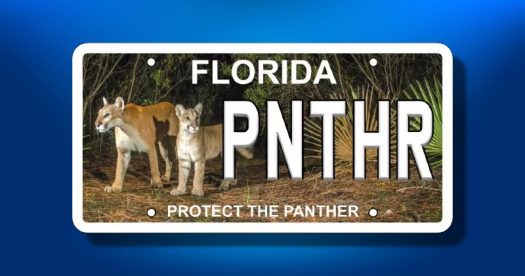 FWC Unveils New Florida Panther License Plate | FloridaDaily.com