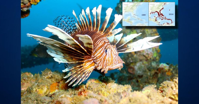 Florida Starts 2024 Lionfish Challenge to Remove the Invasive Fish